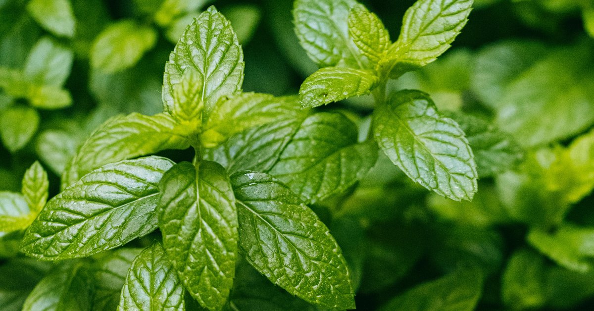 Menthol | Beautypedia