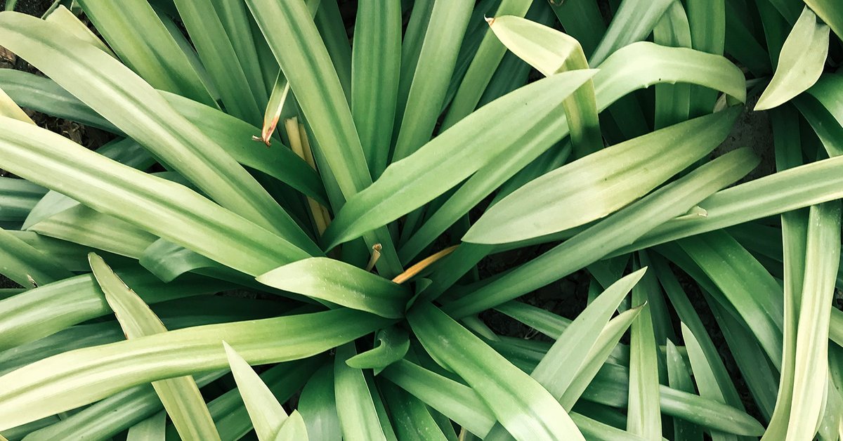 Lemongras | Beautypedia