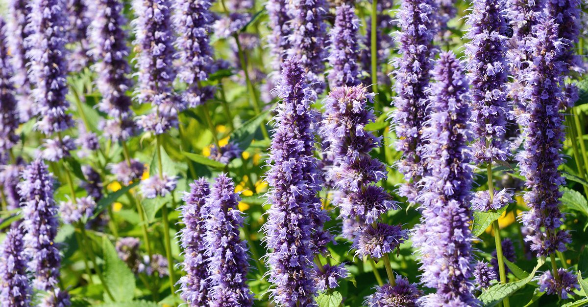 Patchouli | Beautypedia