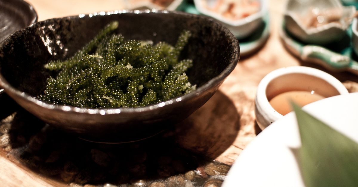 Algenkosmetik: warum Algen die Zukunft gehört | YBPN